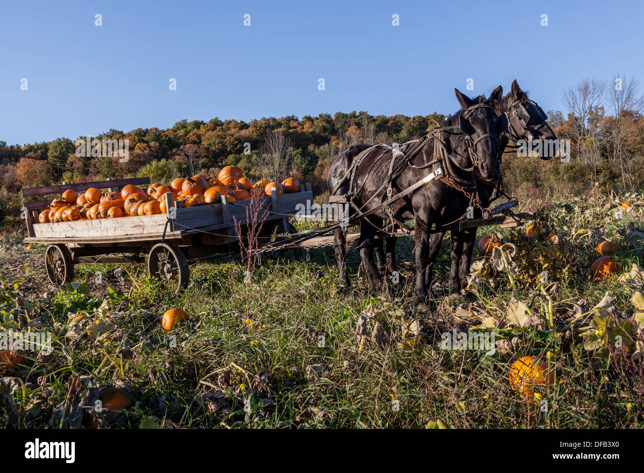 Amish pumpkin harvesting, Mohawk Valley, New York State Stock Photo - Alamy