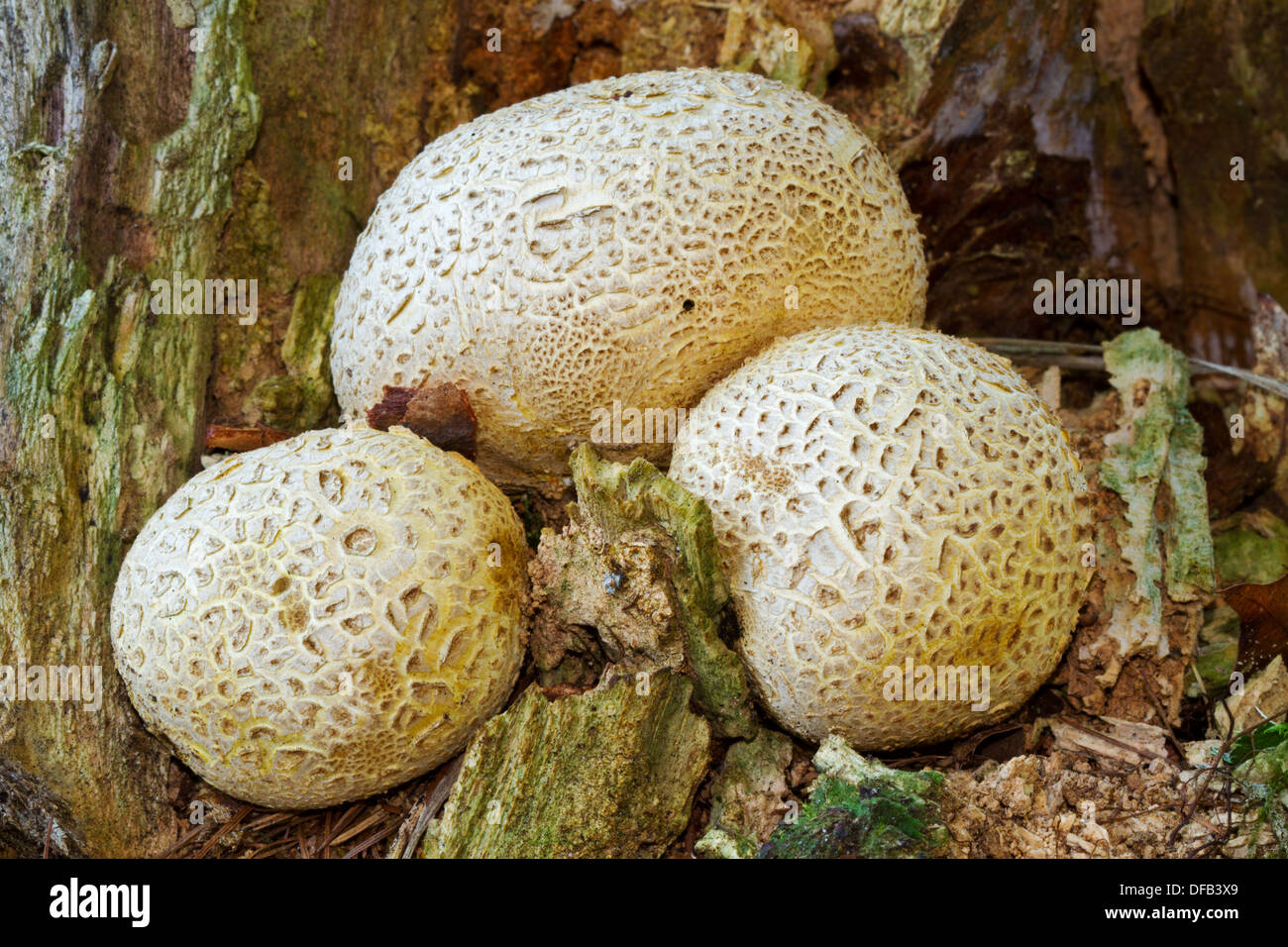 Poison puffballs hi-res stock photography and images - Alamy