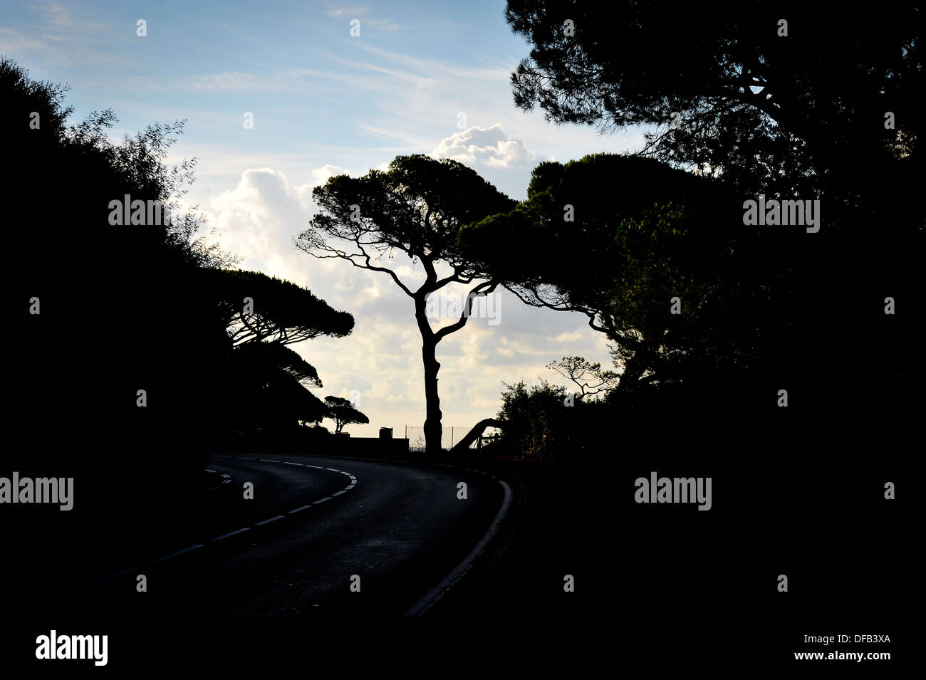 Mediterranean stone pine hi-res stock photography and images - Alamy