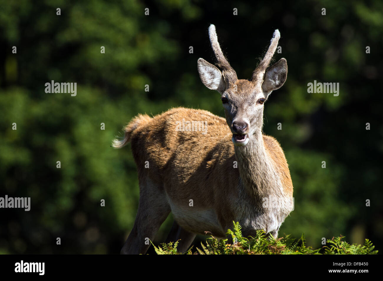 Reindeer rut hi-res stock photography and images - Alamy
