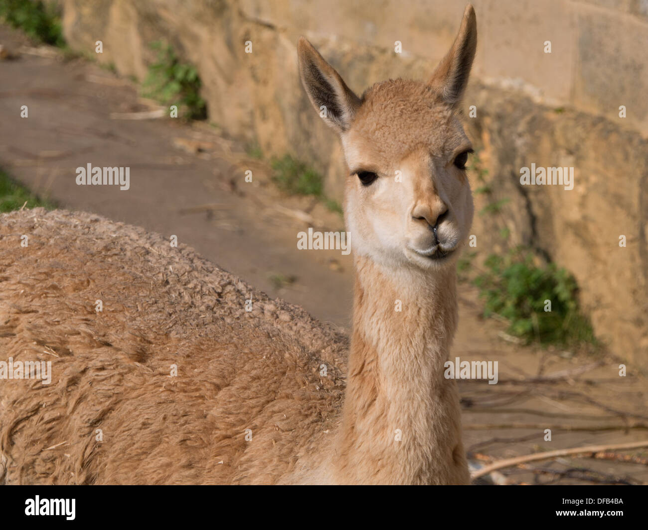 Tamworth zoo hi-res stock photography and images - Alamy