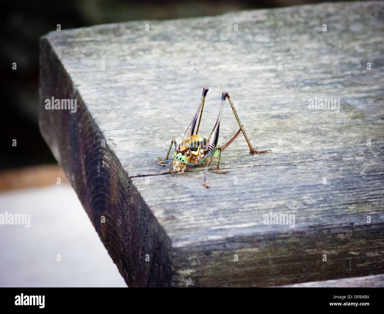 Image of a colorful Locust on a wooden surface Stock Photo - Alamy