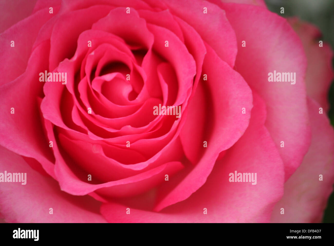 Soft rose flower hi-res stock photography and images - Alamy