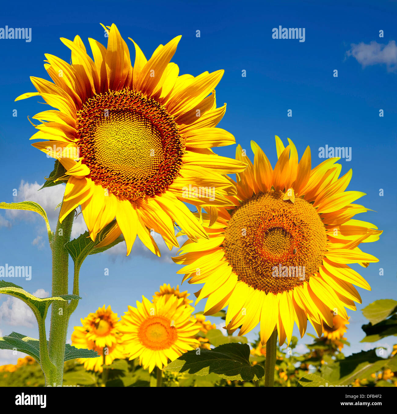 Large sunflowers in field hi-res stock photography and images - Alamy
