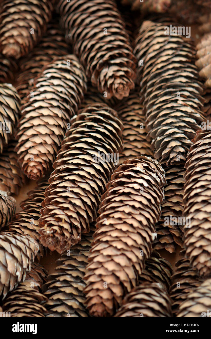 Natural cones hi-res stock photography and images - Alamy
