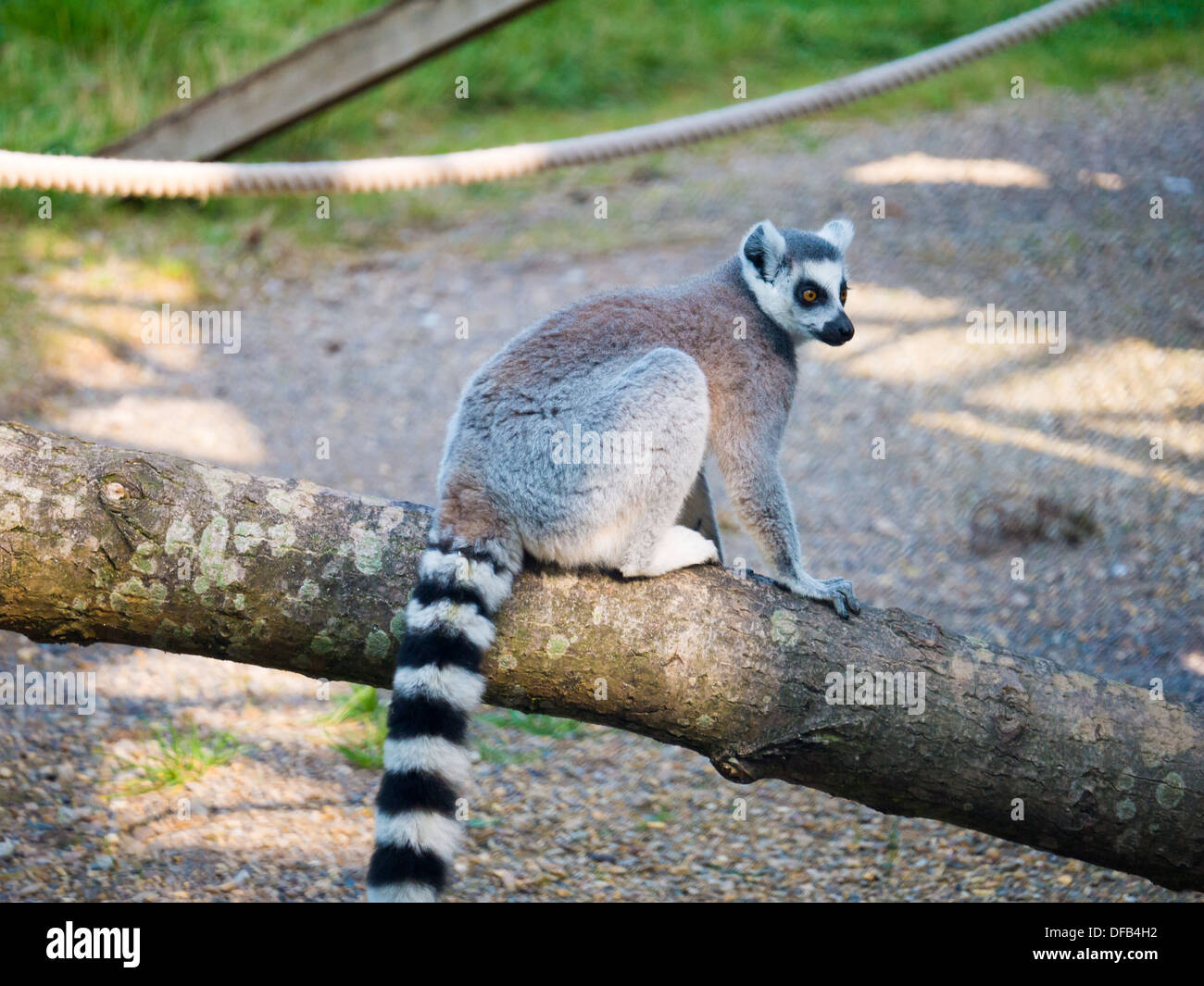 A Ring Tailed Lemur (Lemur Catta) at Twycross Zoo, Tamworth, United ...