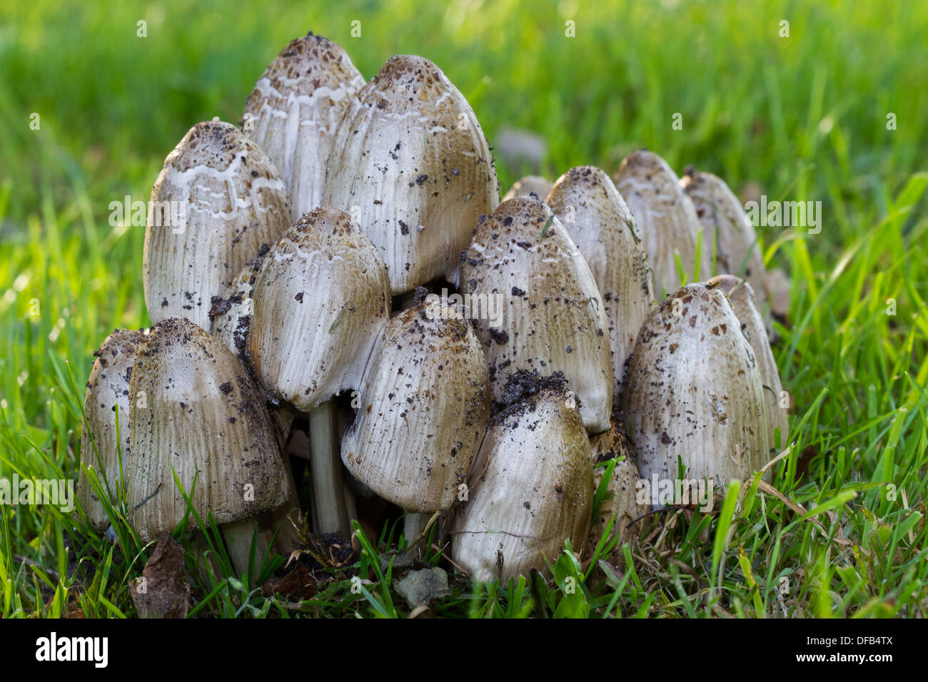 Group of Common Ink Caps in grass Stock Photo - Alamy