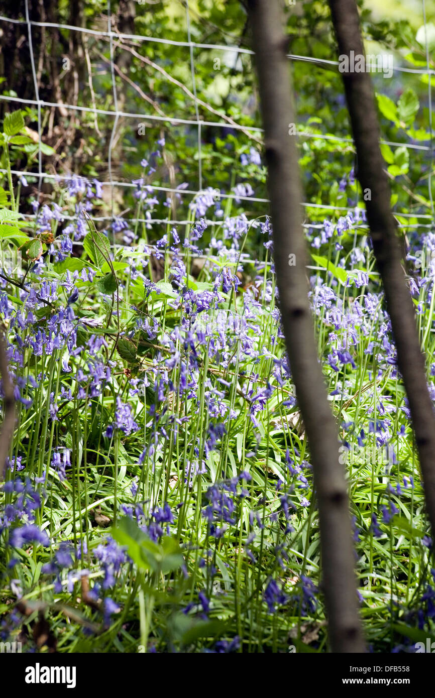 Bluebells in flower in spring Poynton Cheshire England Stock Photo - Alamy