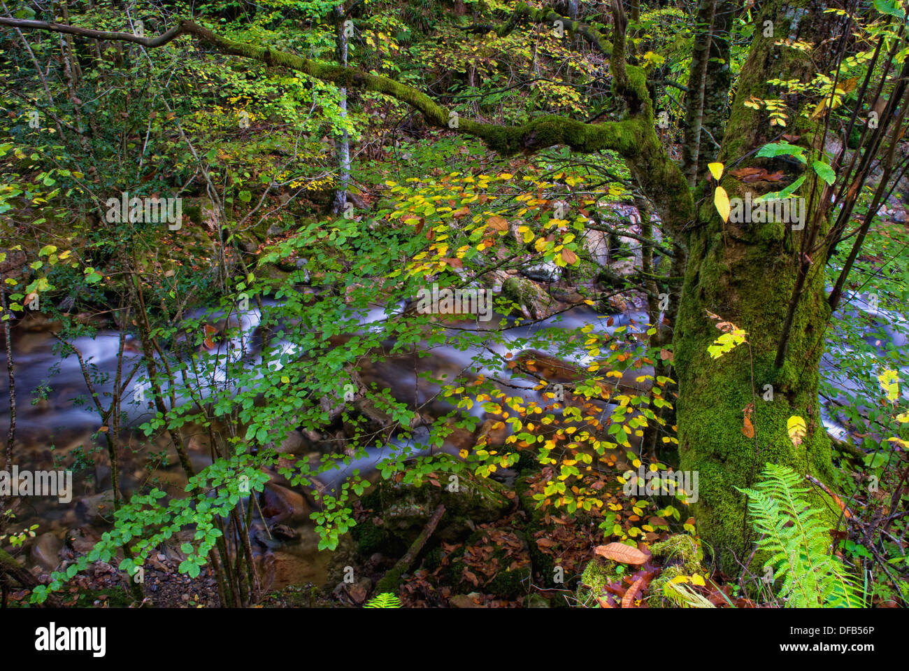 Ague tree hi-res stock photography and images - Alamy