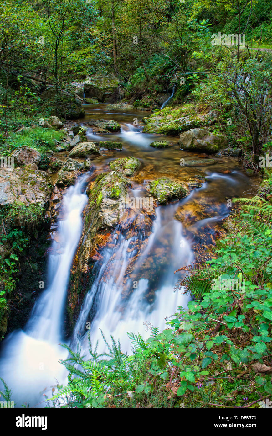 Ague tree hi-res stock photography and images - Alamy