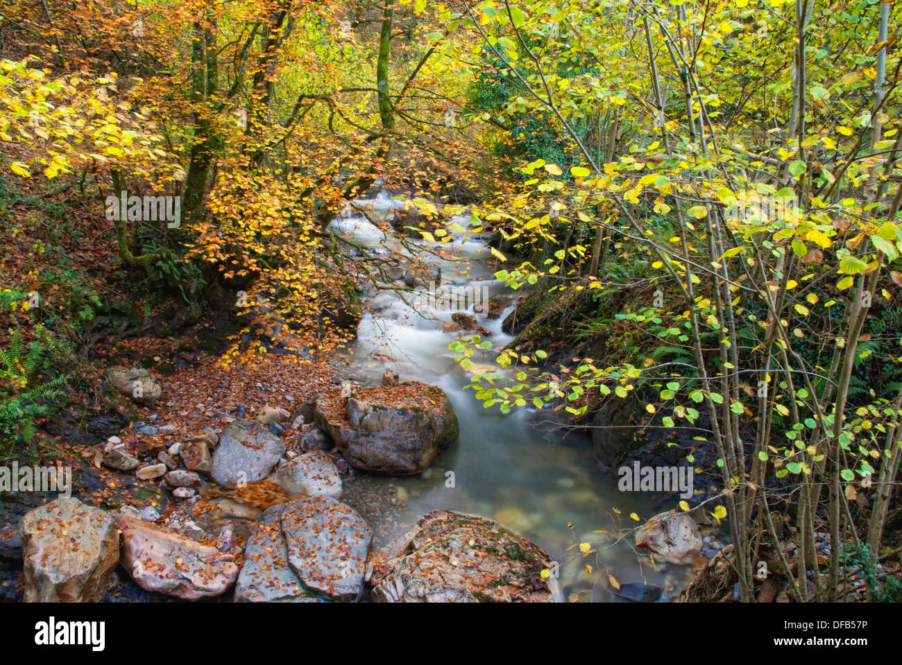 Ague tree hi-res stock photography and images - Alamy