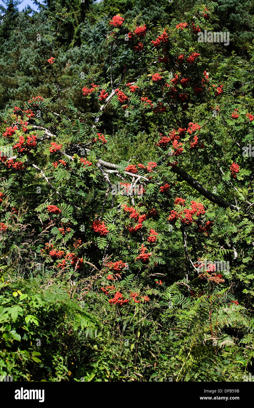 Rowan tree hiking trails hi-res stock photography and images - Alamy