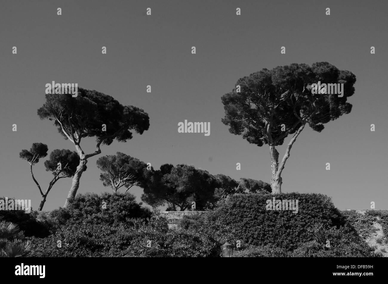 Pine Trees in Rome Stock Photo - Alamy