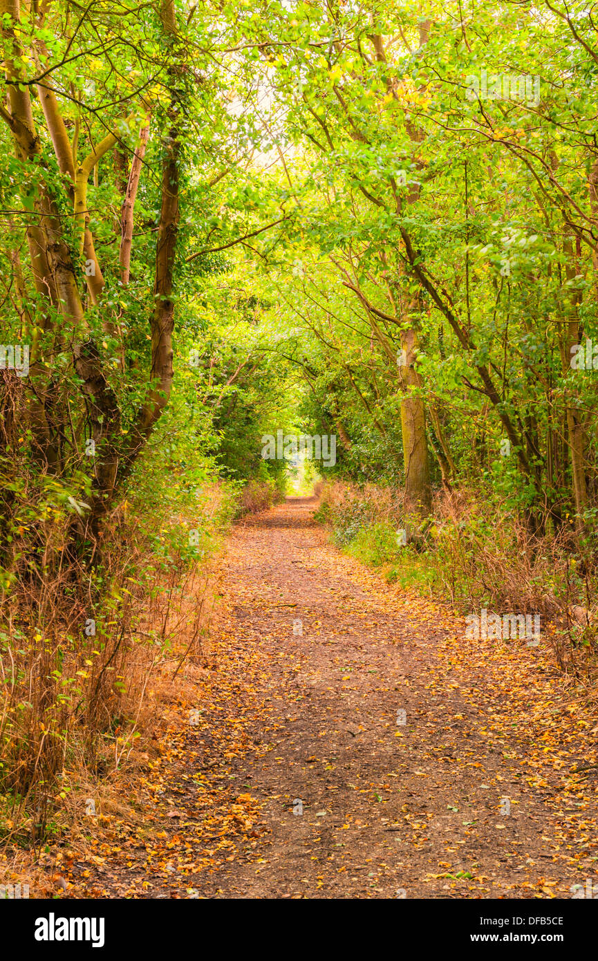 Woodlands in suffolk uk hi-res stock photography and images - Alamy