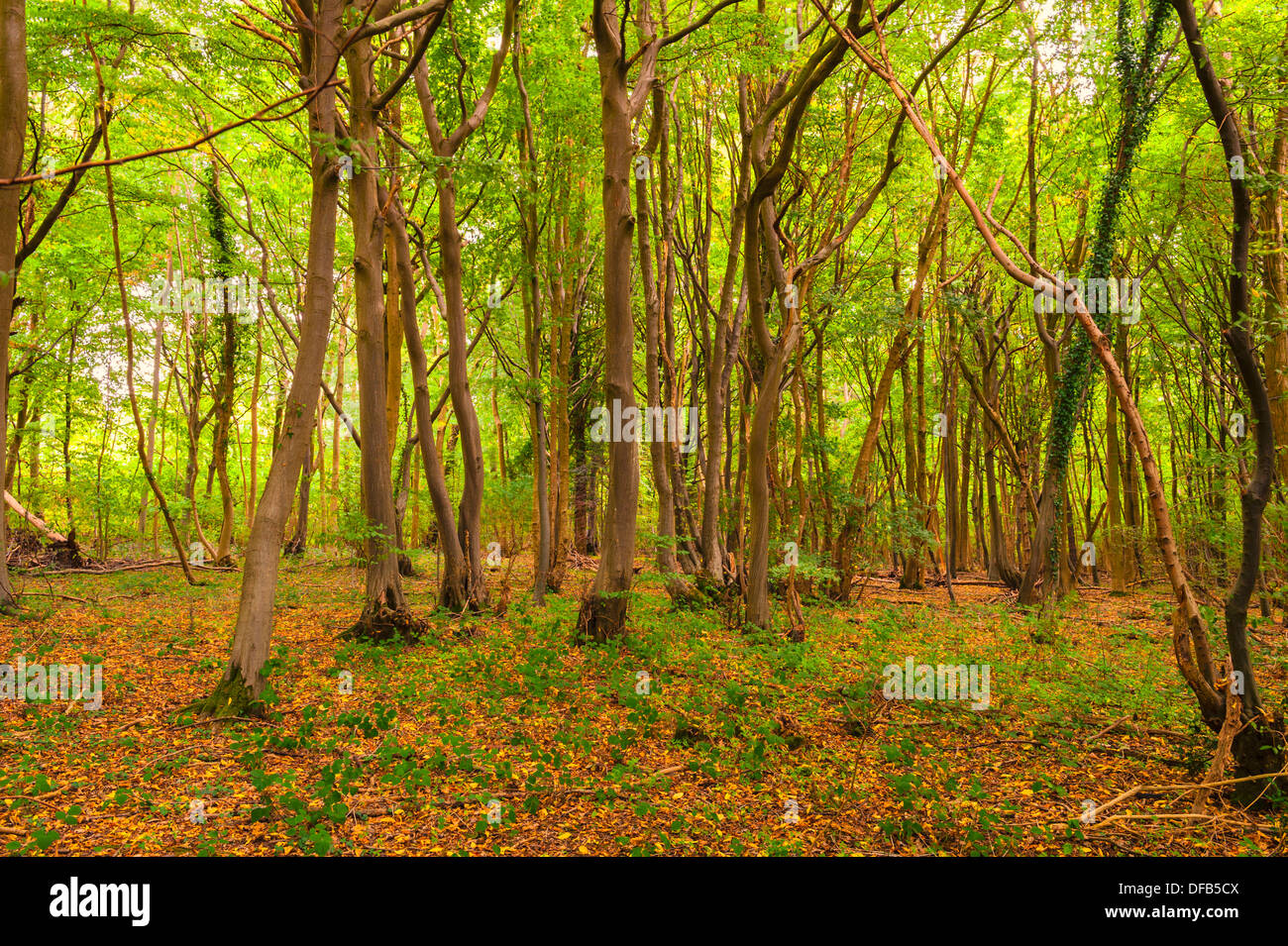 Woodlands in suffolk uk hi-res stock photography and images - Alamy