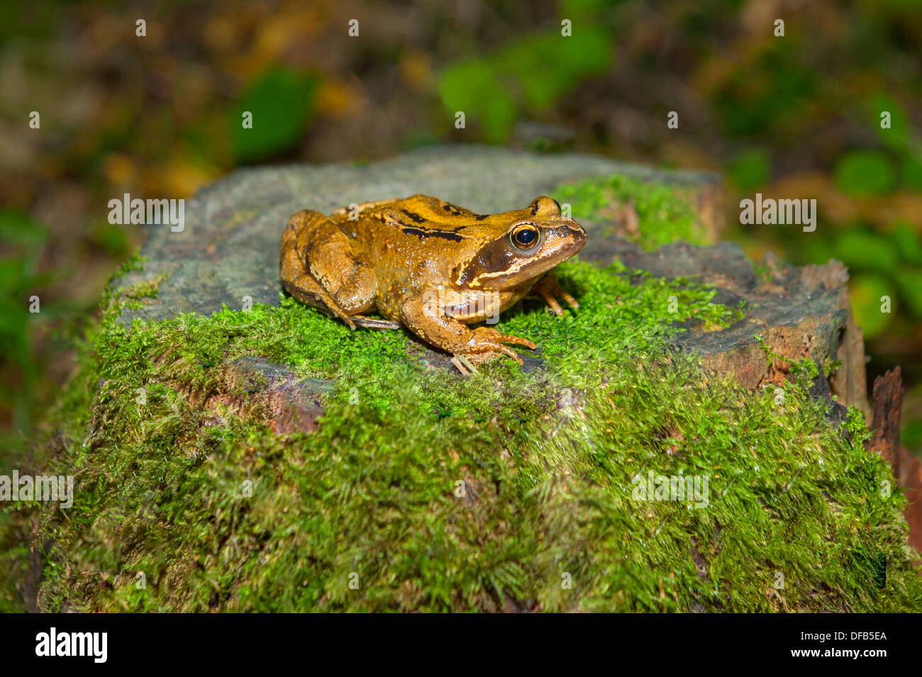 English common frog hi-res stock photography and images - Alamy