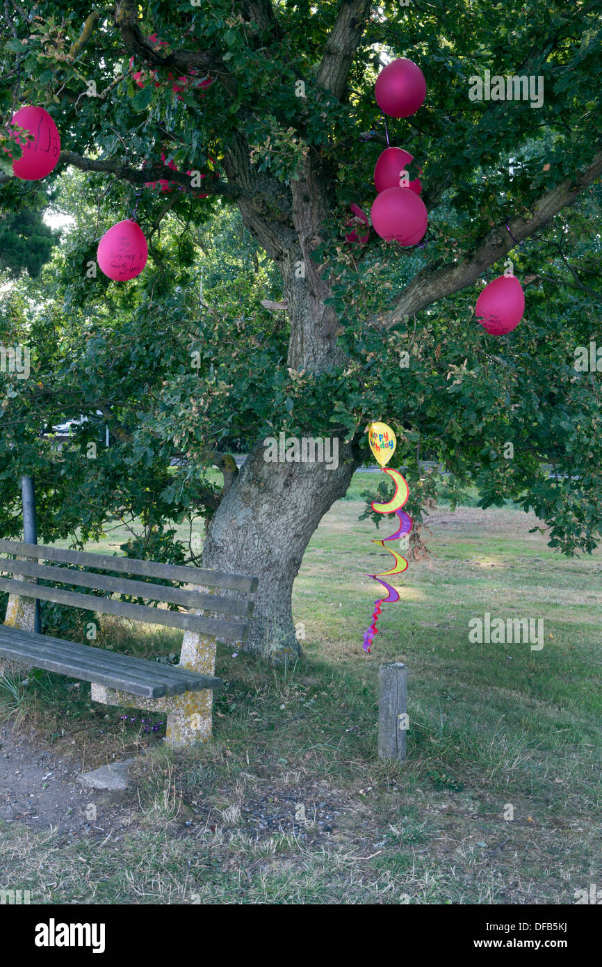 Pink balloons tied in an oak tree for a birthday celebration Stock ...