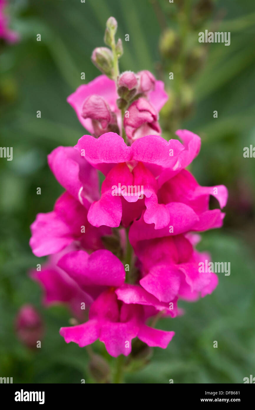 In a snapdragon flower hi-res stock photography and images - Alamy