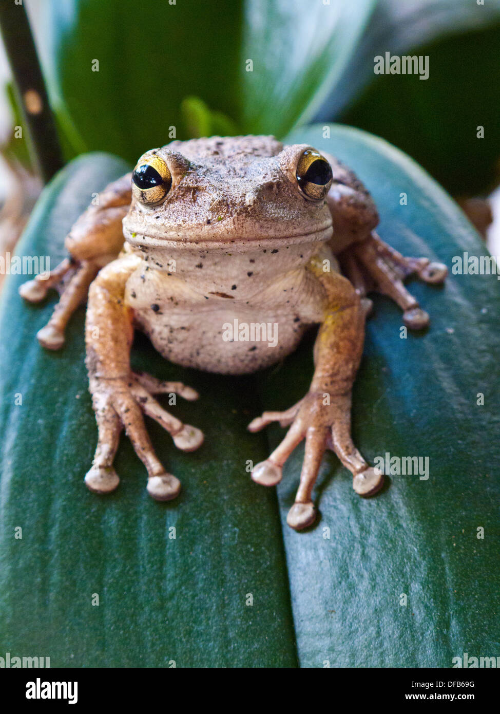 Tree dwelling frog hi-res stock photography and images - Alamy