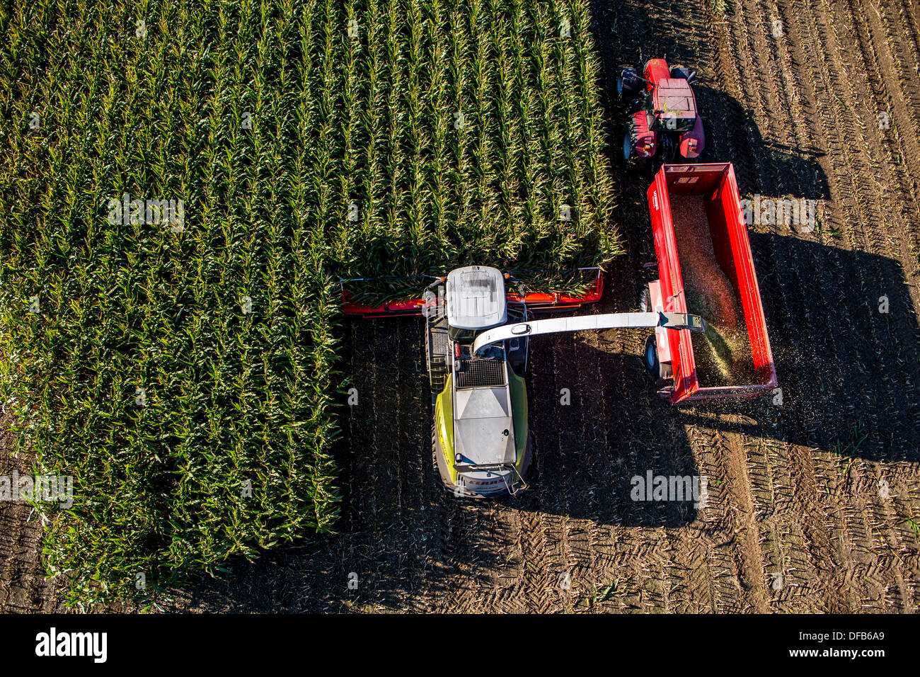 Agriculture, corn harvest. Combine, harvester works through a corn ...