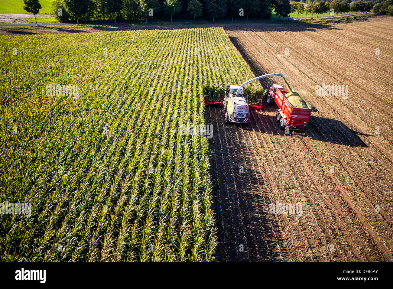Corn harvest hi-res stock photography and images - Alamy