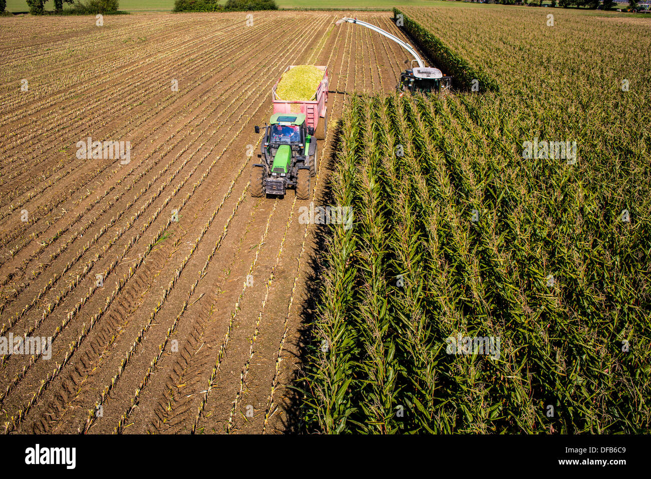 Agriculture, corn harvest. Combine, harvester works through a corn ...