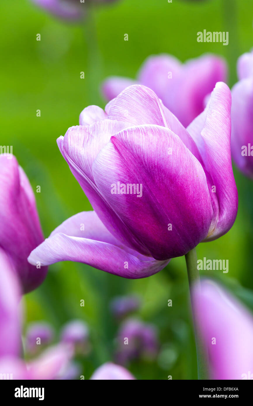 Purple flower flora hi-res stock photography and images - Alamy