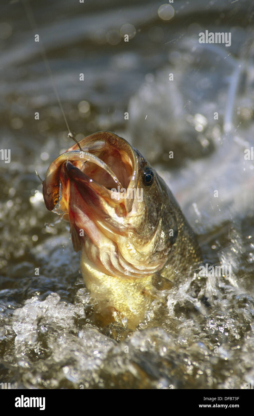 Largemouth bass close up hi-res stock photography and images - Alamy