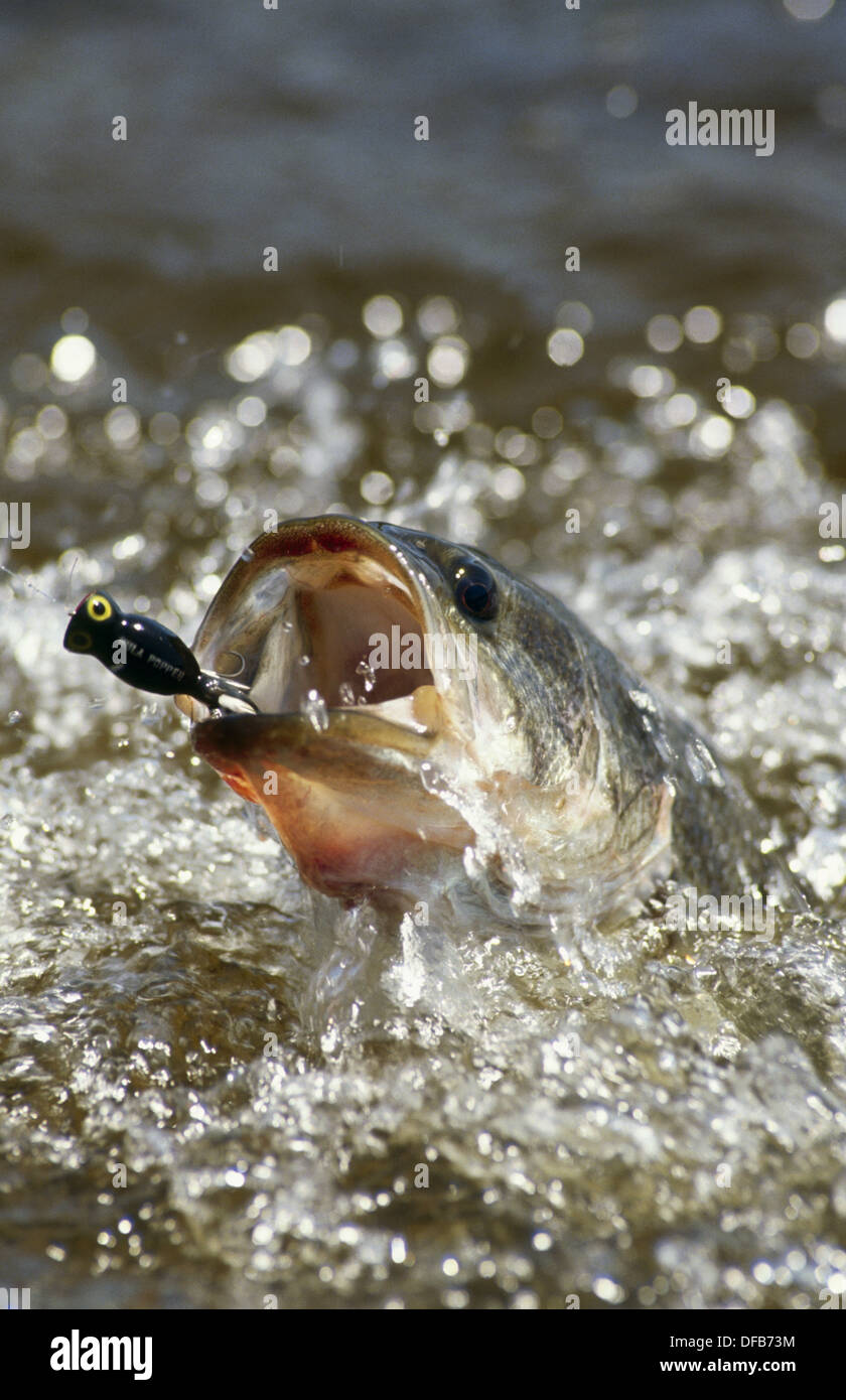 Largemouth bass close up hi-res stock photography and images - Alamy