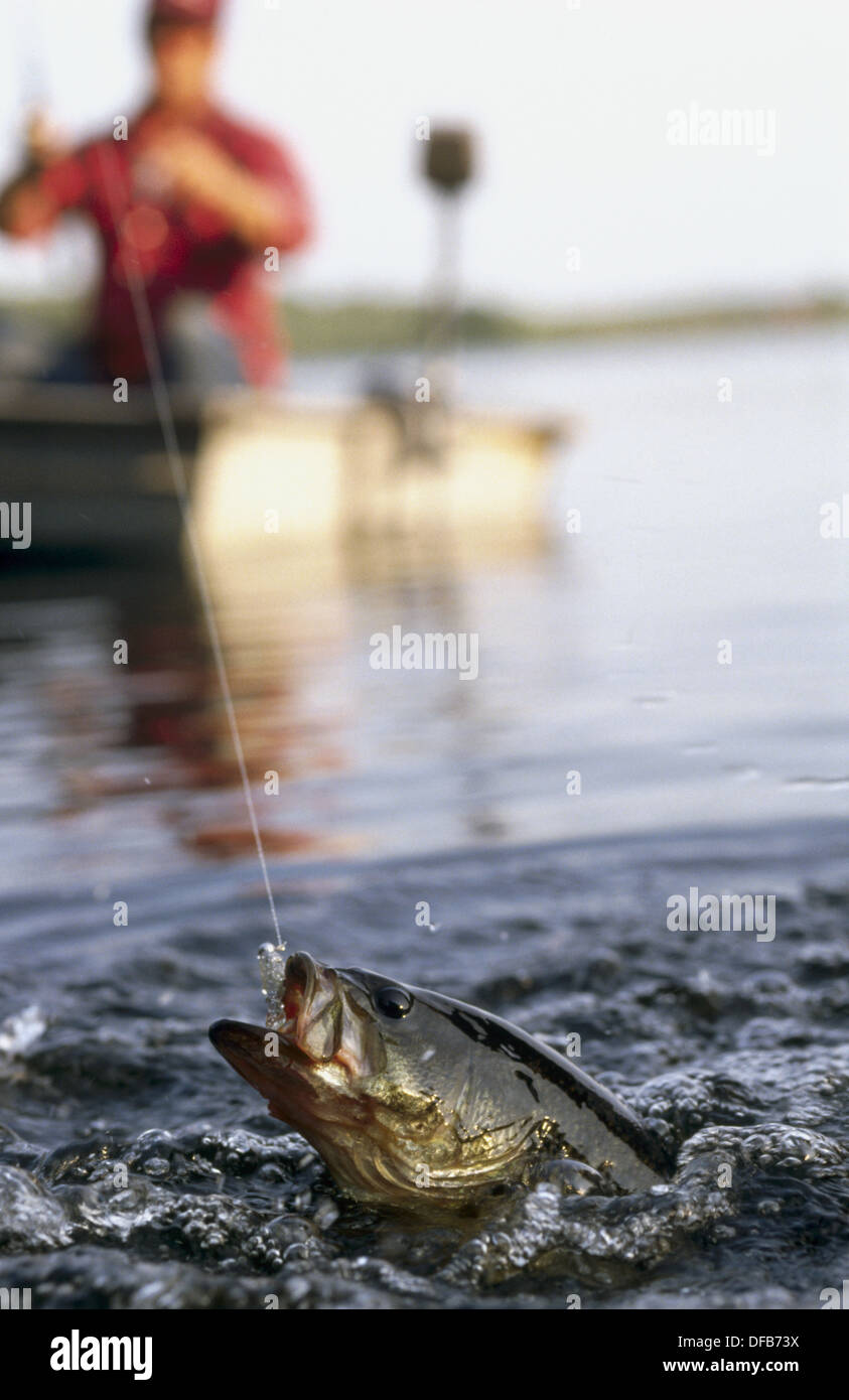 Tail lure hi-res stock photography and images - Alamy