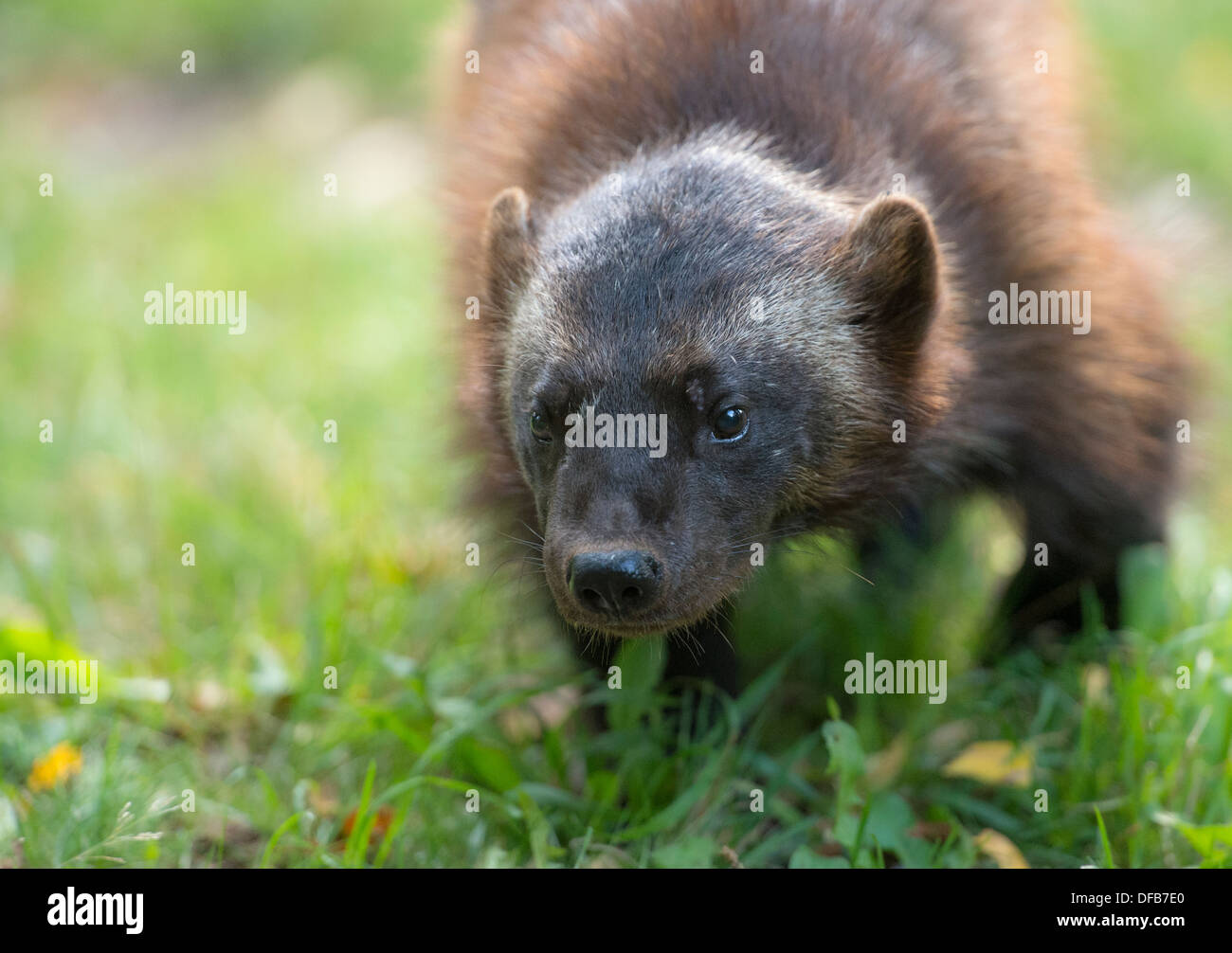 Wolverine gulo gulo close up hi-res stock photography and images - Alamy