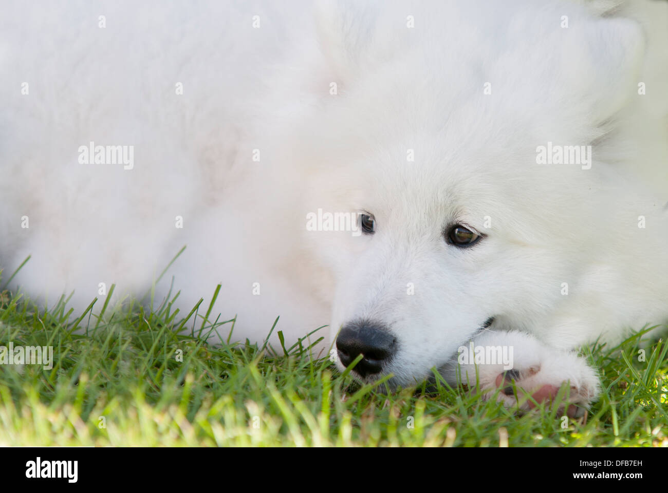 Samoyed jumping hi-res stock photography and images - Alamy