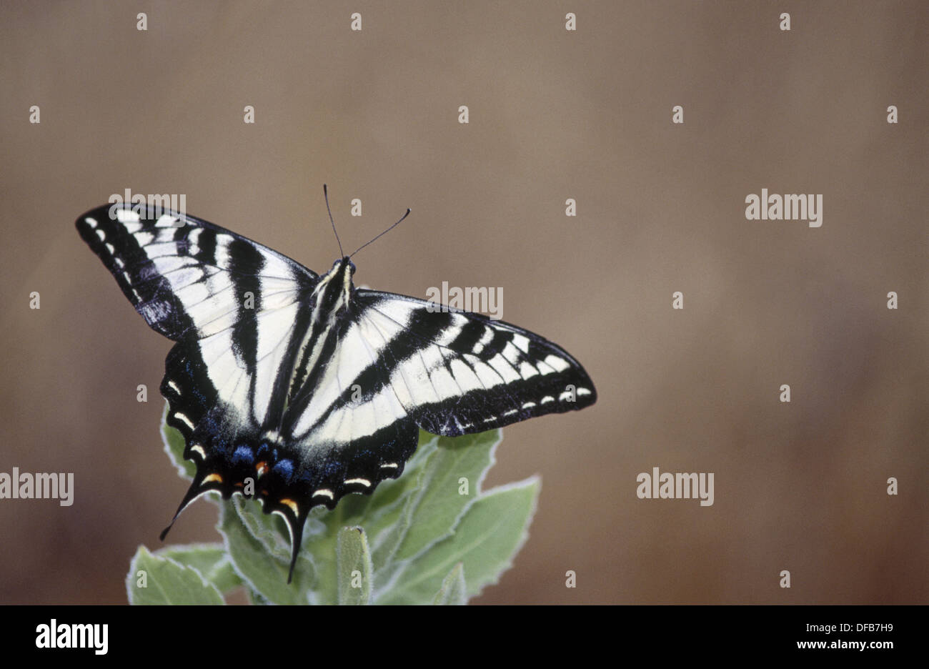 Pale Tiger Swallowtail High Resolution Stock Photography and Images - Alamy