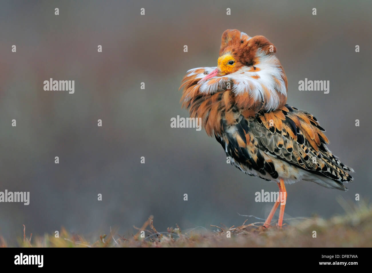 Male Ruff High Resolution Stock Photography and Images - Alamy