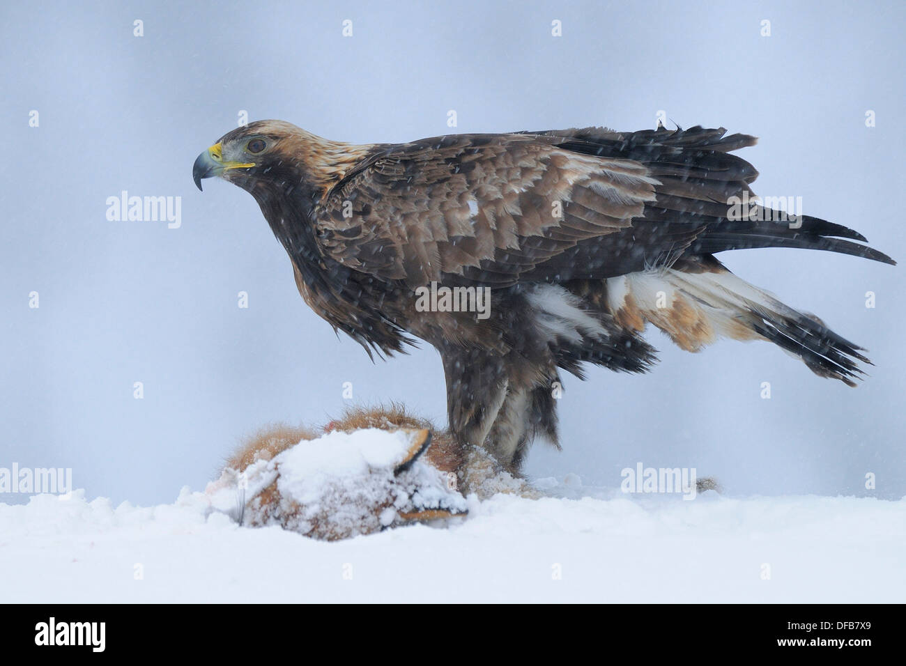 Subadult Eagle High Resolution Stock Photography and Images - Alamy
