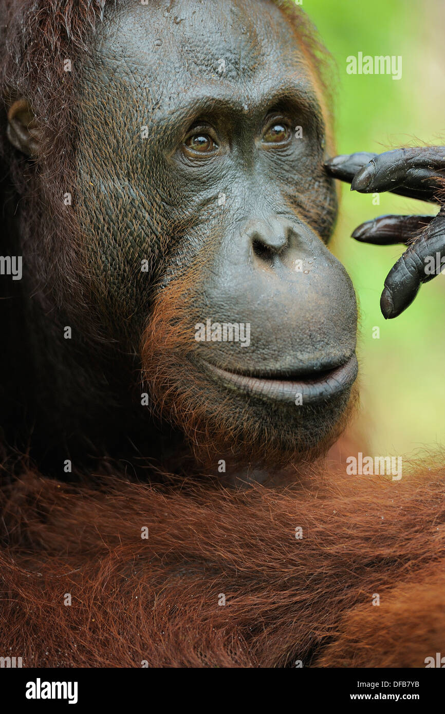 Orang Utan Pongo pygmaeus, Tanjung Puting National Park, Province ...