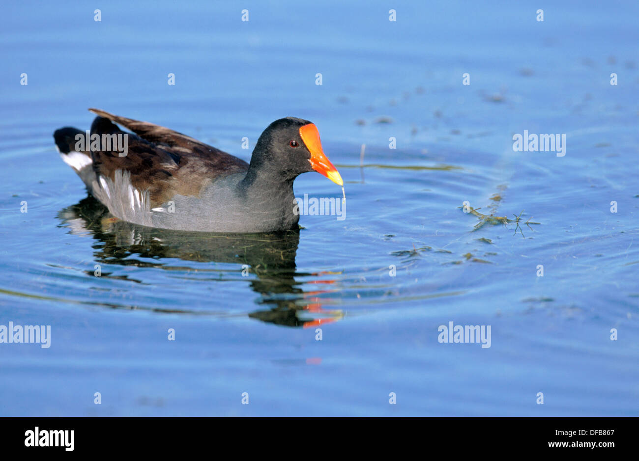 Common Moorhen (Gallinula chloropus). Everglades. Florida. USA Stock ...