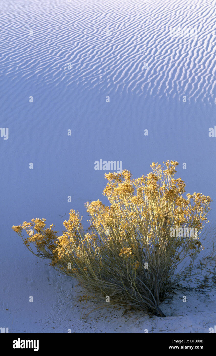 Gray rabbitbrush hi-res stock photography and images - Alamy