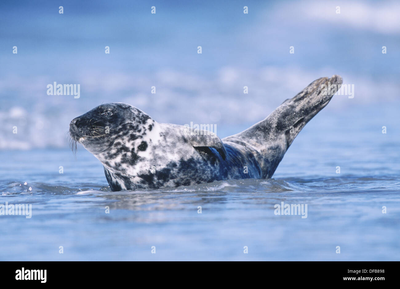 Female Grey Seal (Halichoerus grypus) Island of Helgoland. Germany ...