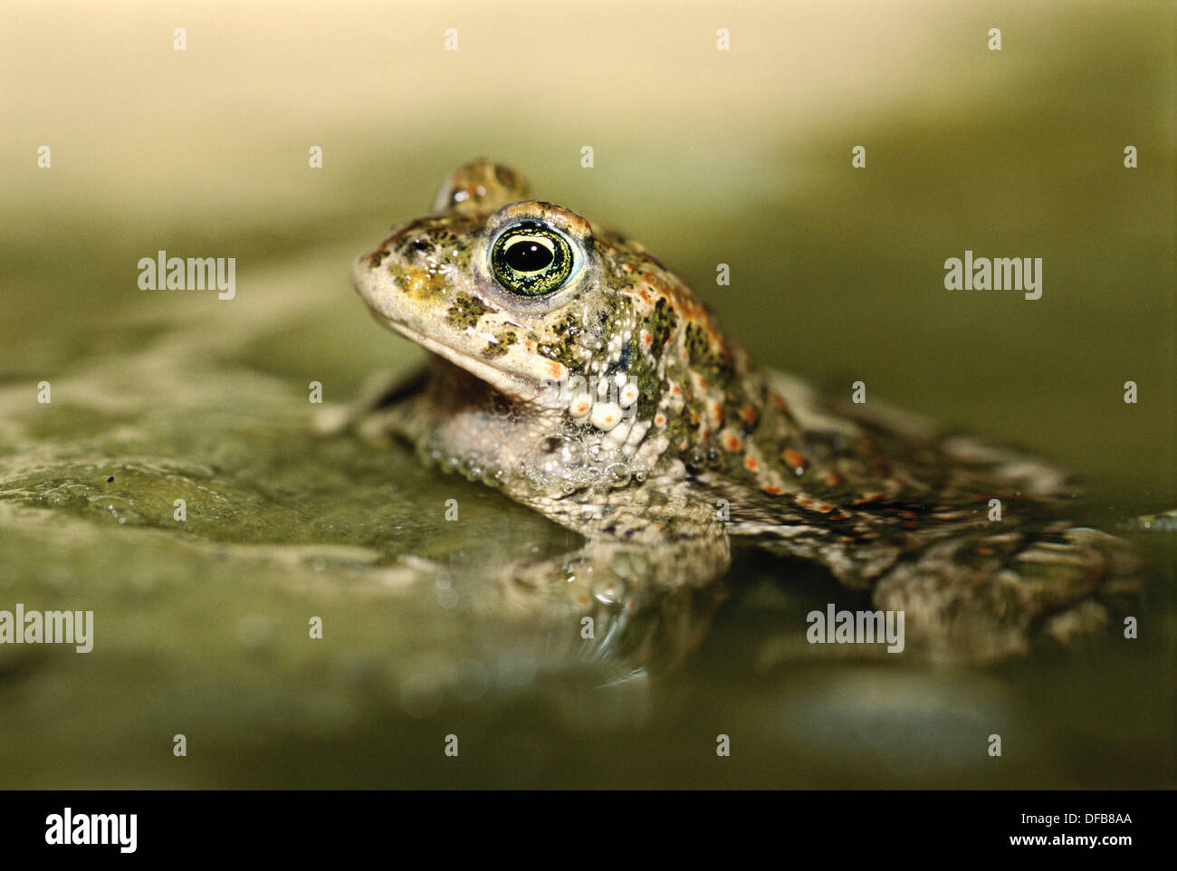 Natterjack toad spawn hi-res stock photography and images - Alamy