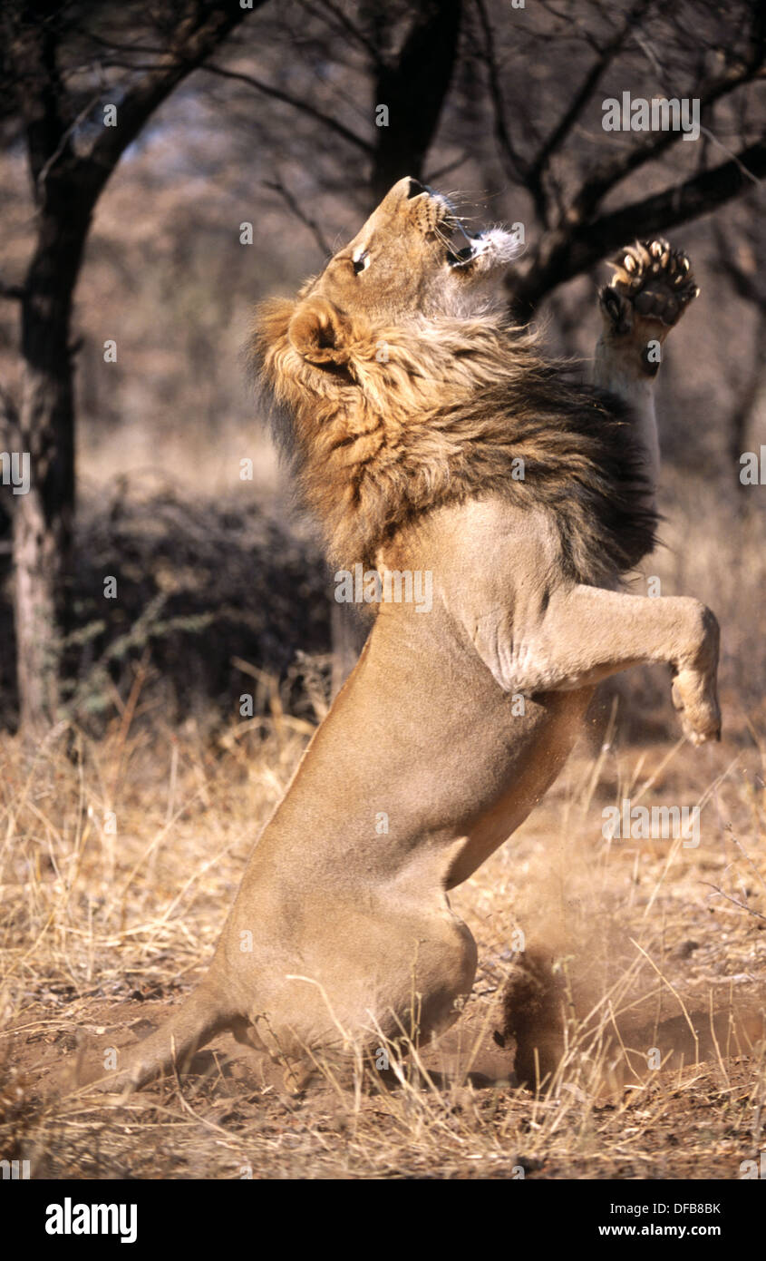 Jumping Lion Photography