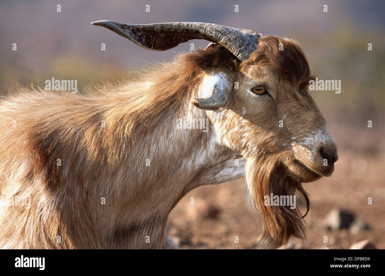 Balkan wild goat hi-res stock photography and images - Alamy