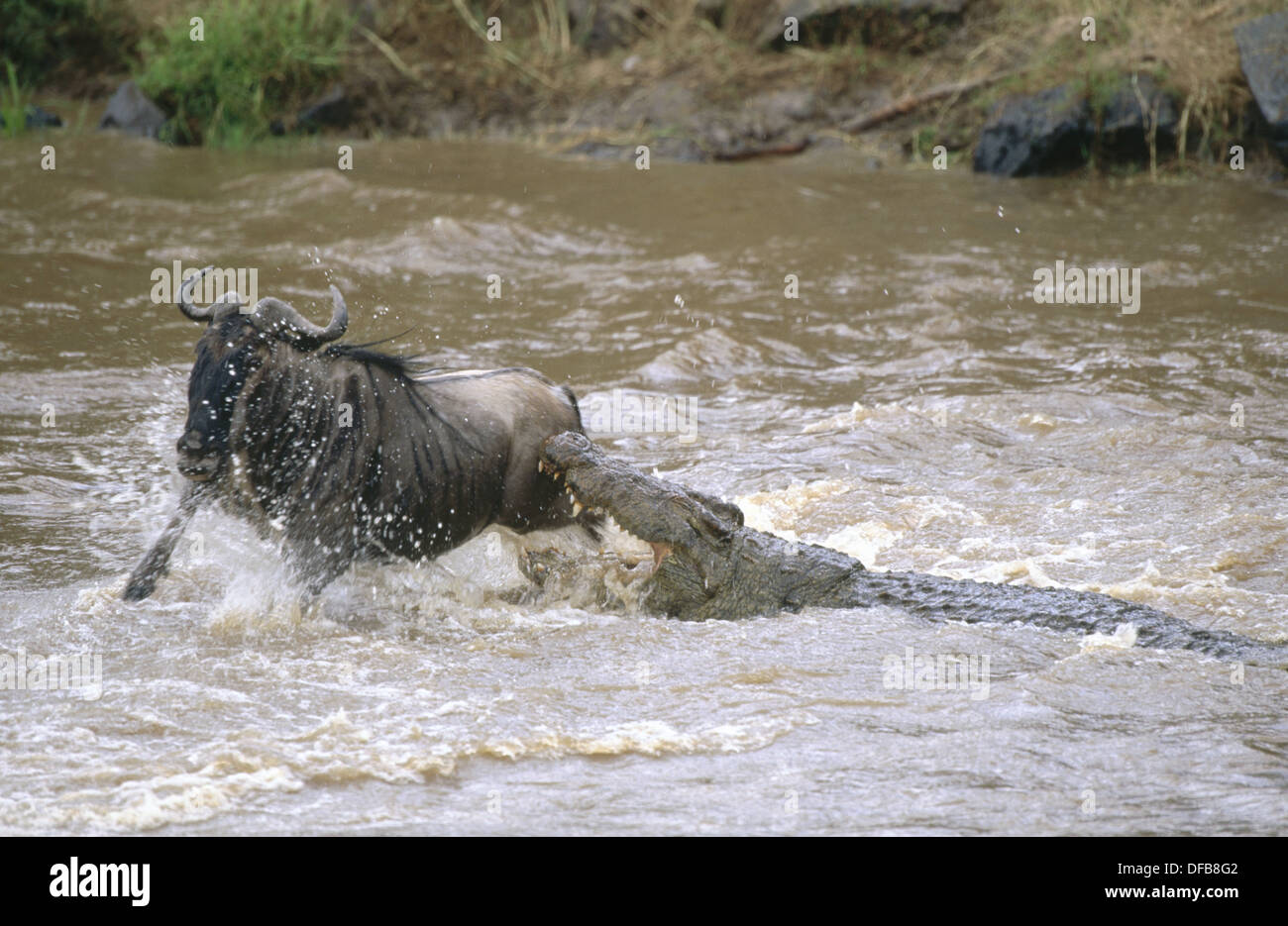 Crocodilus niloticus hi-res stock photography and images - Alamy