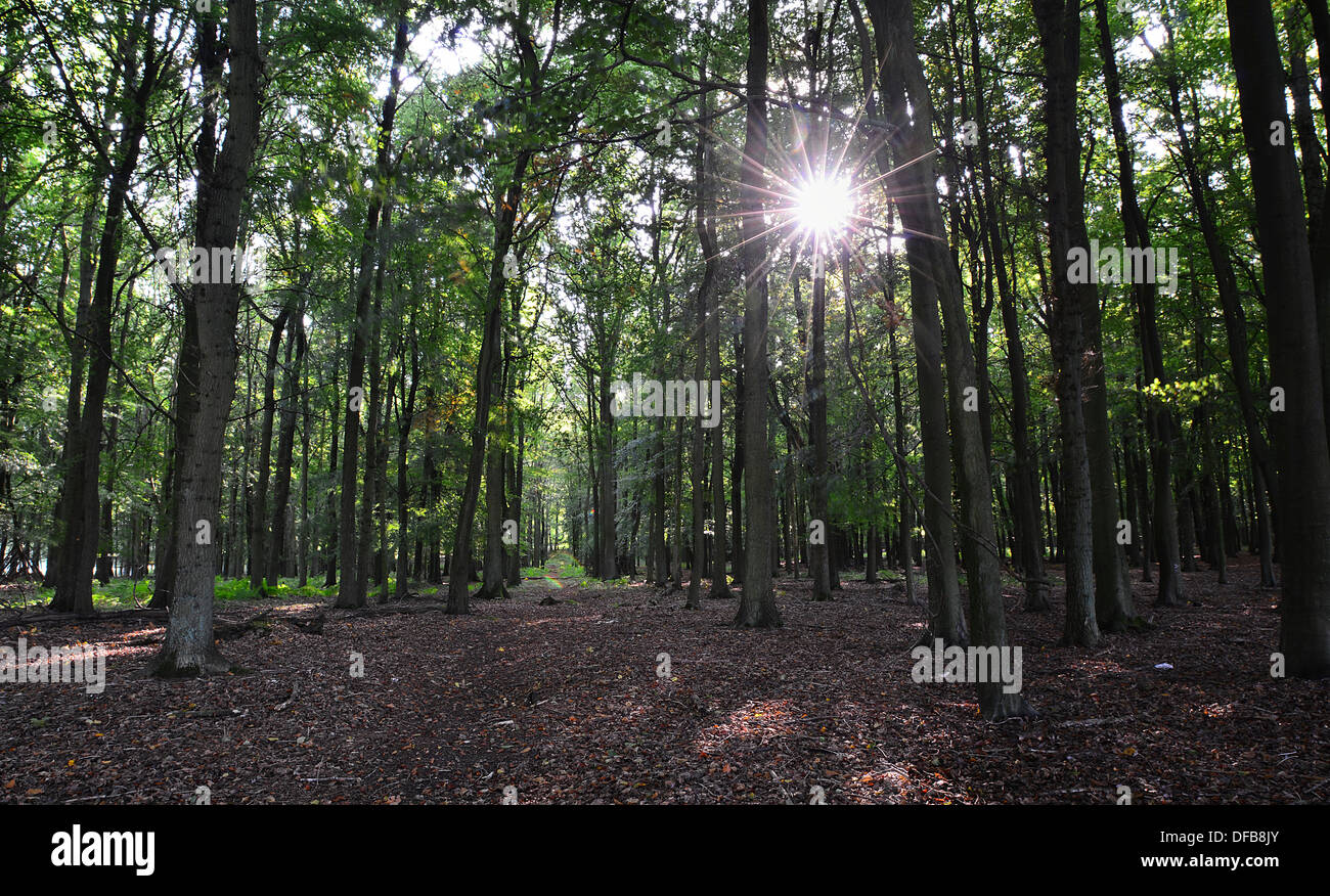 sun shinning through trees in an English forest Stock Photo - Alamy