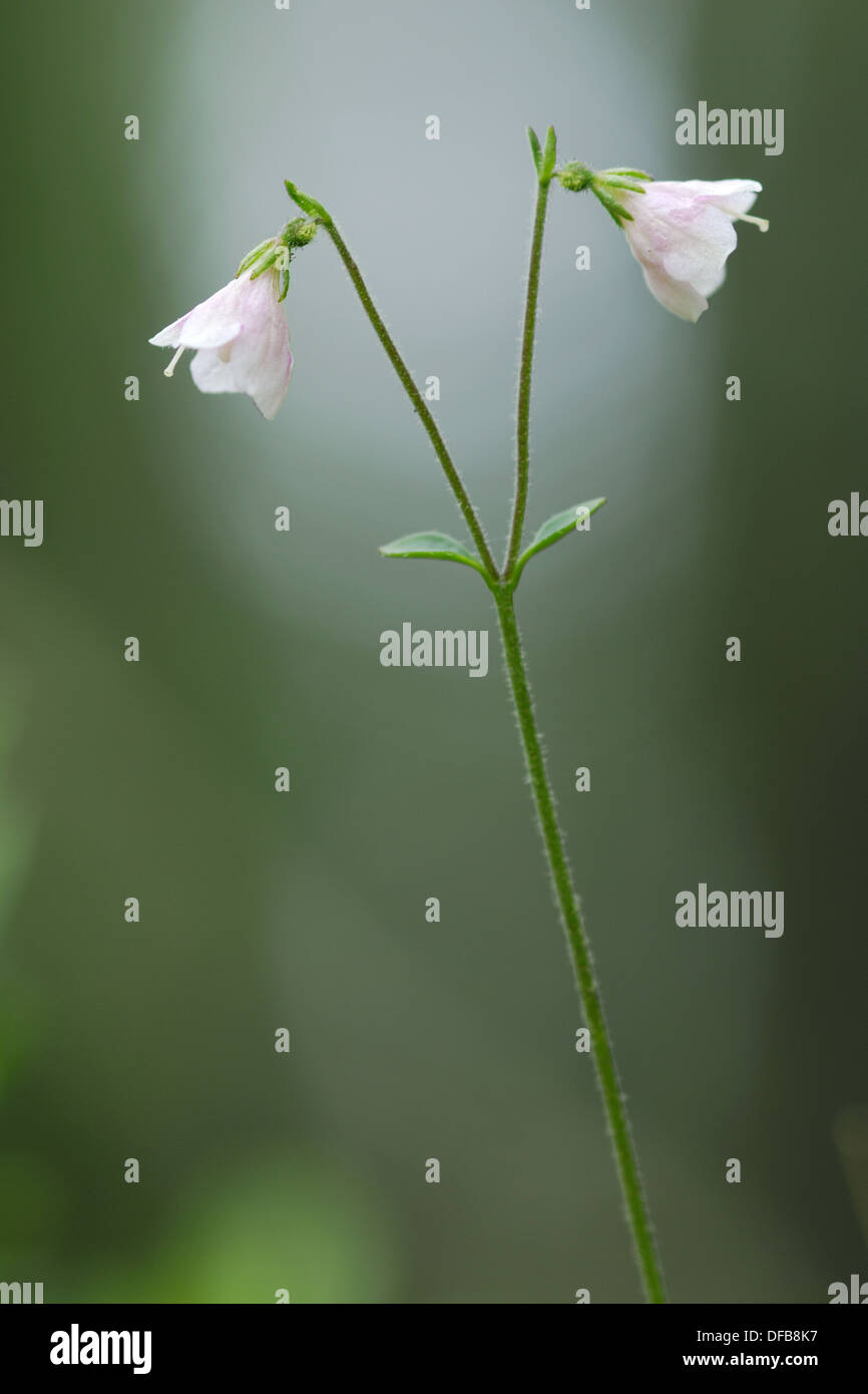 Twinflower, linnaea borealis hi-res stock photography and images - Alamy