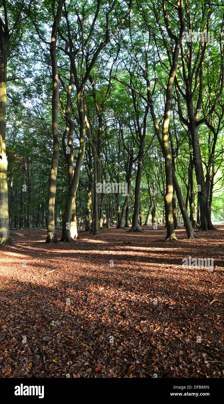 Beech trees twigs hi-res stock photography and images - Alamy