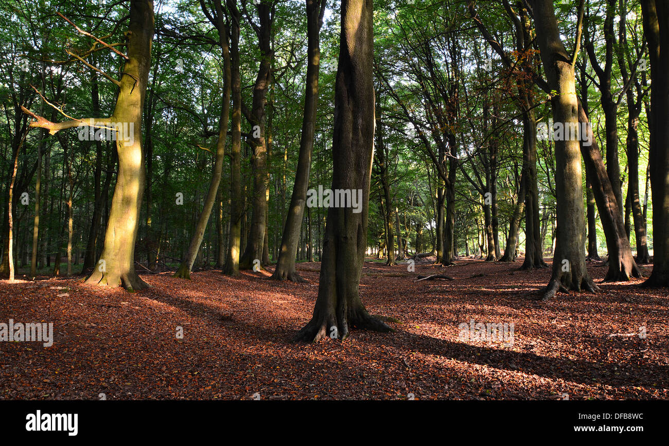 Beech tree forest scene in early autumn, UK Stock Photo - Alamy