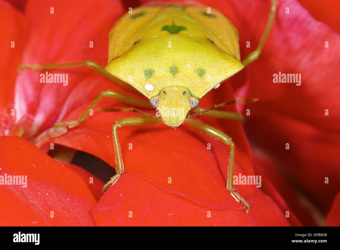 Stinkbug (fam. Pentatomidae Stock Photo - Alamy