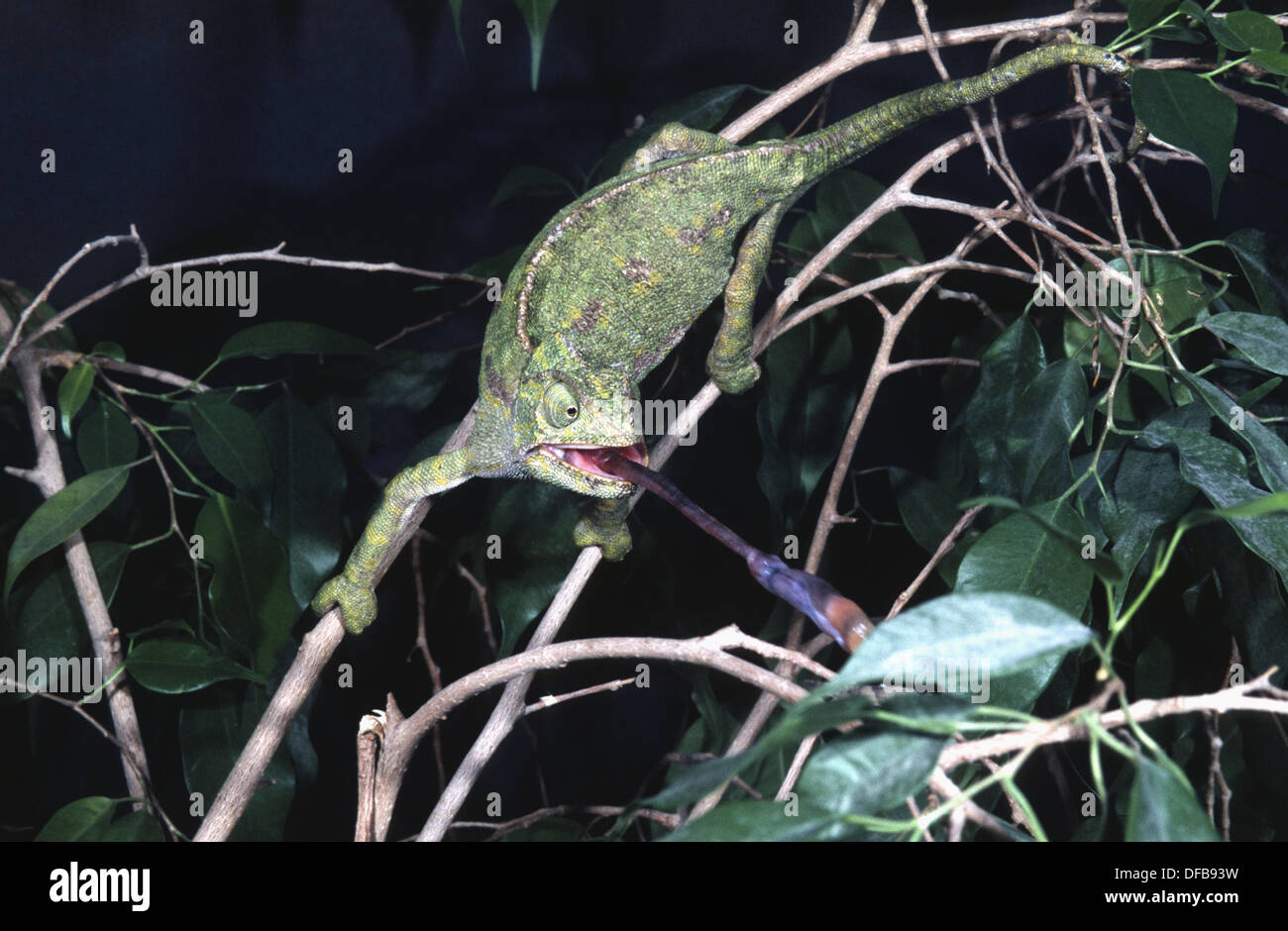 Chameleon catching an insect hi-res stock photography and images - Alamy