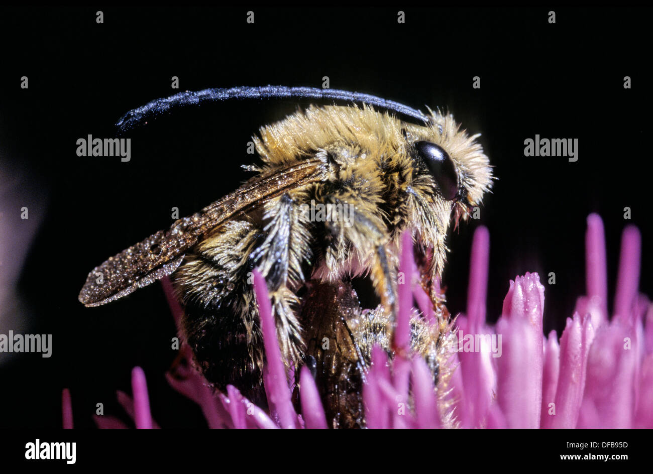 Eucera longicornis hi-res stock photography and images - Alamy